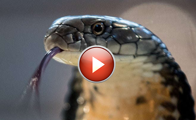 Highly venomous cobra on the loose in Texas town